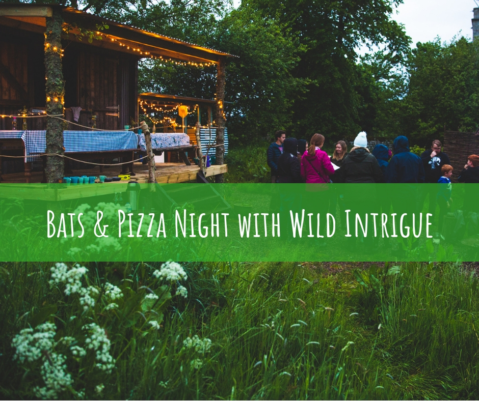 Wild Intrigue Bats and Pizza Night at Wild Northumbrian - Life In ...